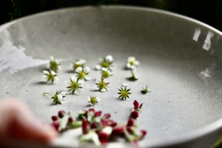 How To Make Edible Flower Ice Cubes -Decorate Your Drinks | Farmhouse ...
