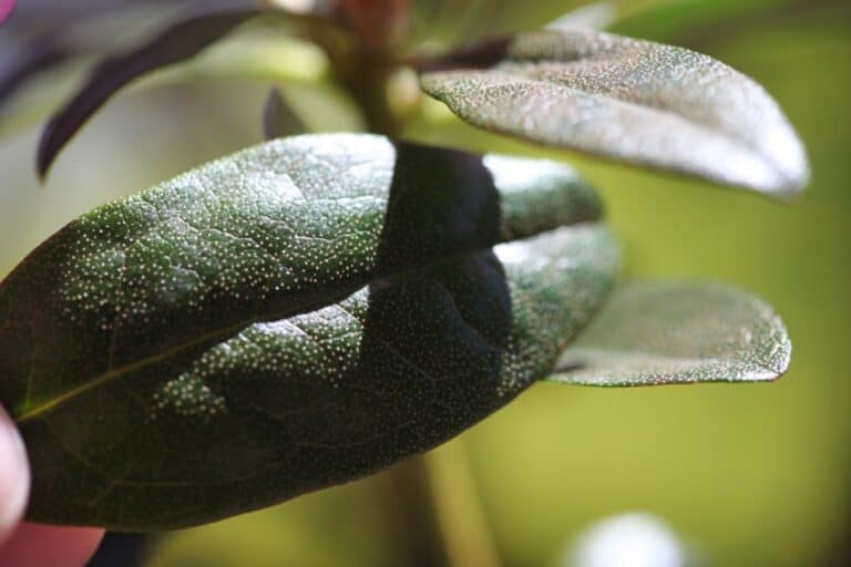 How To Prune A Rhododendron - Farmhouse & Blooms
