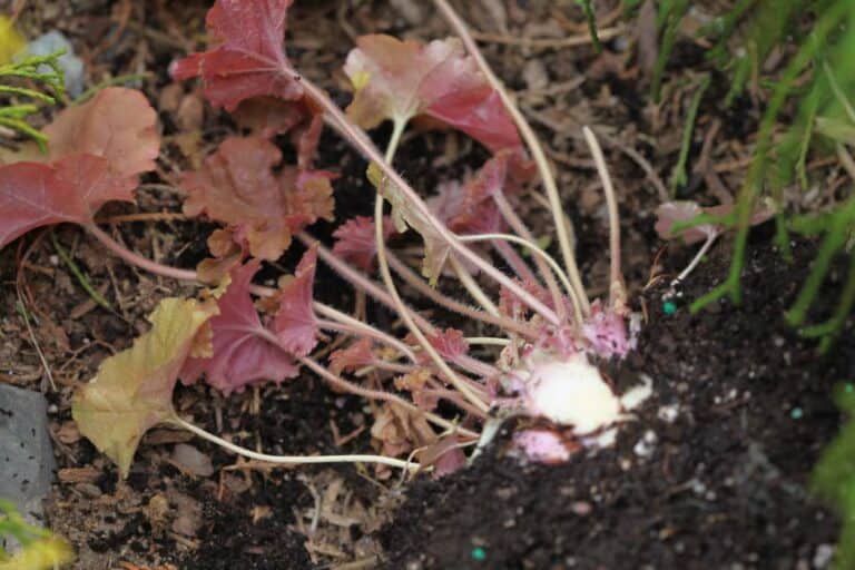 How To Grow Coral Bells (Heuchera) - Planting And Care | Farmhouse & Blooms