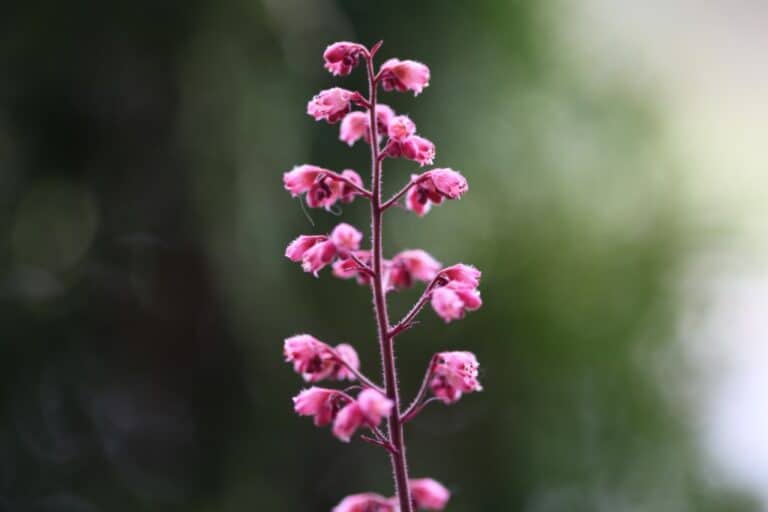 How To Grow Coral Bells (Heuchera) - Planting And Care | Farmhouse & Blooms