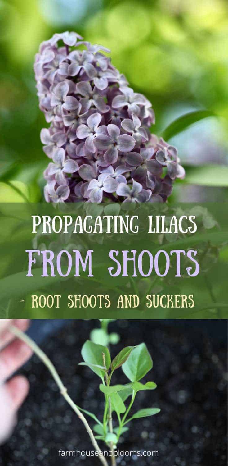 Propagating Lilacs From Shoots - Root Shoots And Suckers - Farmhouse ...