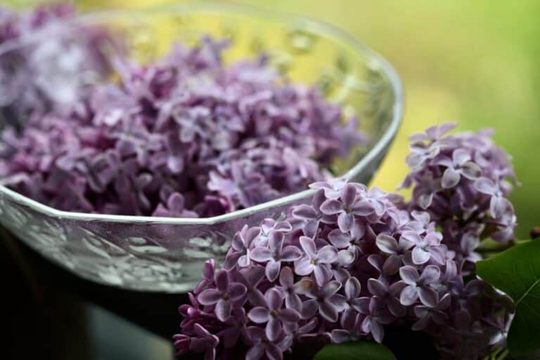 How To Make Lilac Simple Syrup- Lilac Syrup Recipe - Farmhouse & Blooms