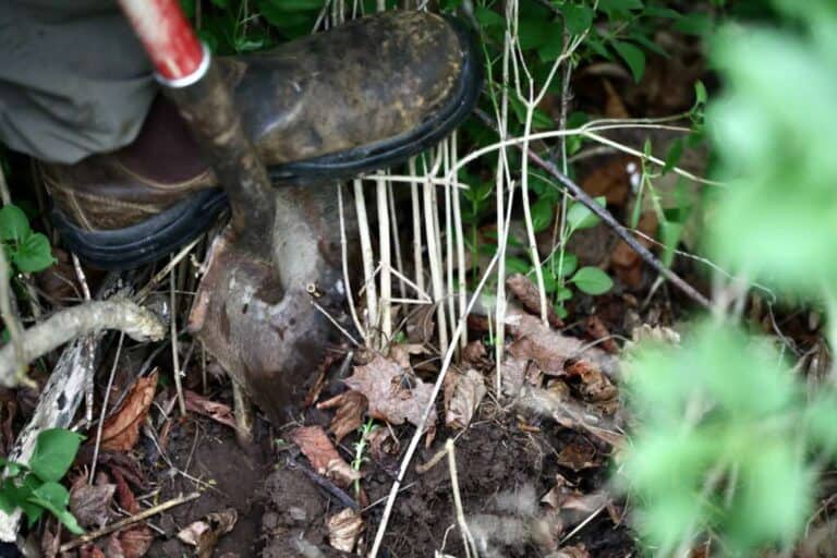Propagating Lilacs From Shoots - Root Shoots And Suckers - Farmhouse ...
