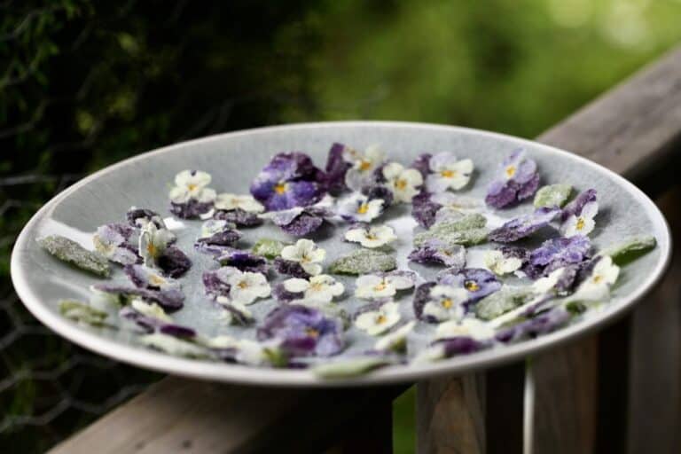 How To Make Edible Candied Flowers- Sparkling Blooms - Farmhouse & Blooms