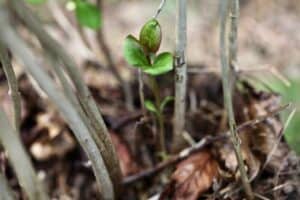 Propagating Lilacs From Shoots - Root Shoots And Suckers - Farmhouse ...
