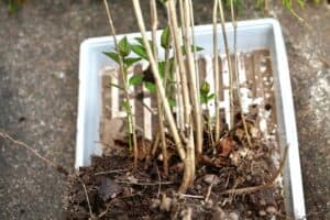 Propagating Lilacs From Shoots - Root Shoots And Suckers - Farmhouse ...