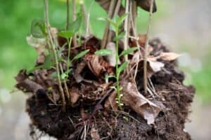 Propagating Lilacs From Shoots - Root Shoots And Suckers - Farmhouse ...