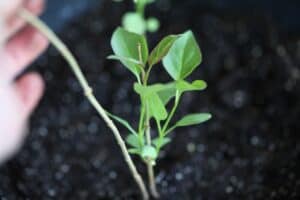 Propagating Lilacs From Shoots - Root Shoots And Suckers - Farmhouse ...