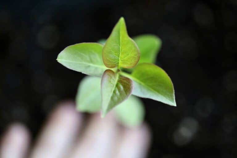 Propagating Lilacs From Shoots - Root Shoots And Suckers - Farmhouse ...