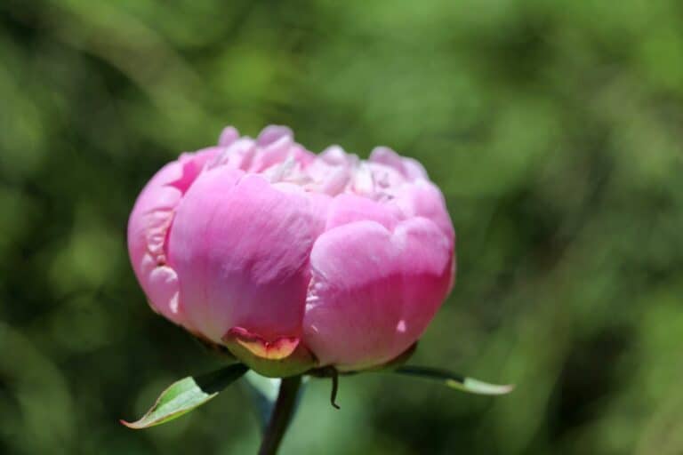 Cut Peony Care- How To Keep Cut Peonies Fresh For Longer - Farmhouse ...