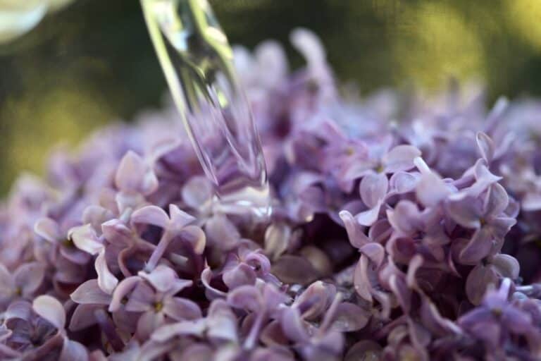 How To Make Lilac Simple Syrup- Lilac Syrup Recipe - Farmhouse & Blooms