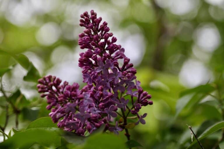 How To Grow Lilacs From Cuttings - Farmhouse & Blooms