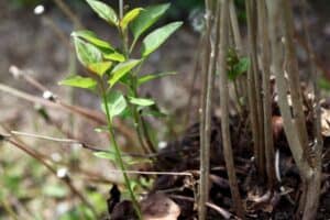 Propagating Lilacs From Shoots - Root Shoots And Suckers - Farmhouse ...