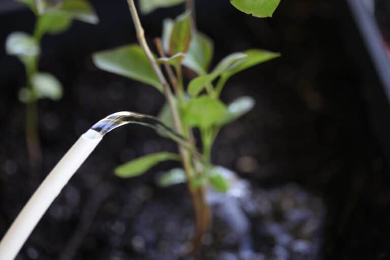Propagating Lilacs From Shoots - Root Shoots And Suckers - Farmhouse ...
