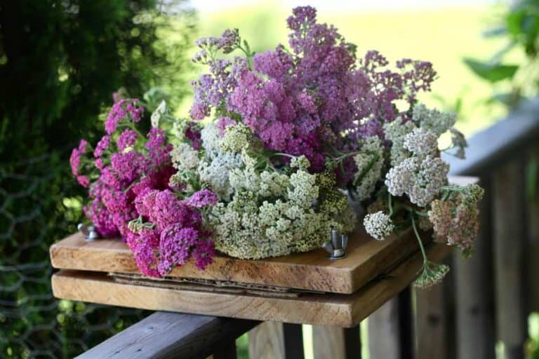 How To Dry Yarrow For Flower Arrangements - Farmhouse & Blooms