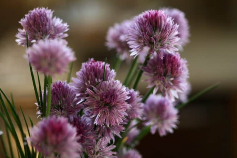 How To Dry Chives - Preserve Your Herbs | Farmhouse & Blooms