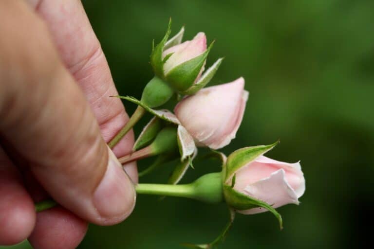 How To Dry Rose Petals - Preserve Your Blooms - Farmhouse & Blooms