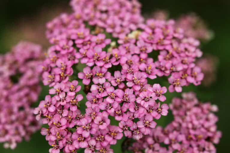 How To Dry Yarrow For Flower Arrangements - Farmhouse & Blooms
