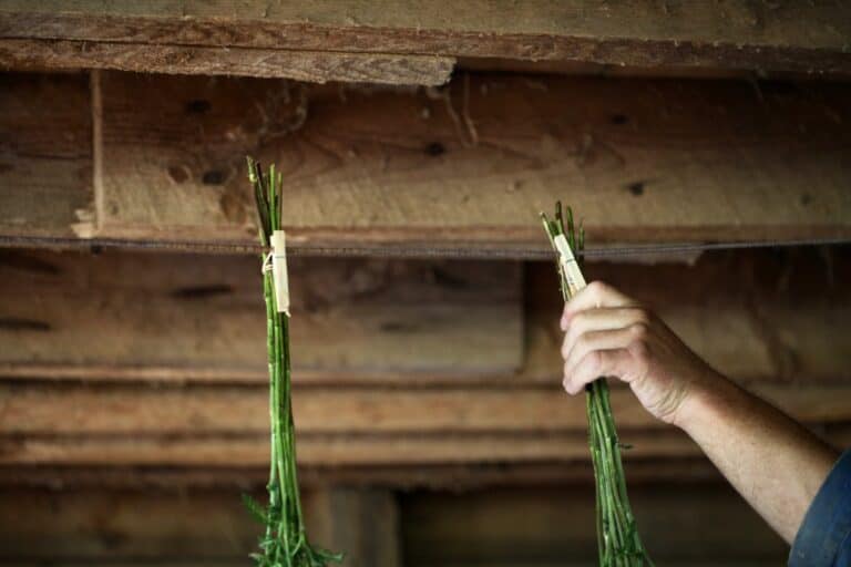 How To Dry Yarrow For Flower Arrangements - Farmhouse & Blooms