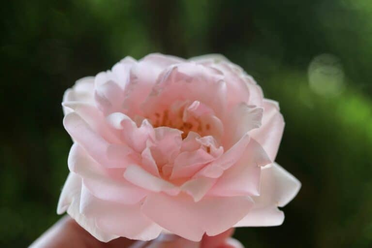 How To Dry Rose Petals - Preserve Your Blooms - Farmhouse & Blooms