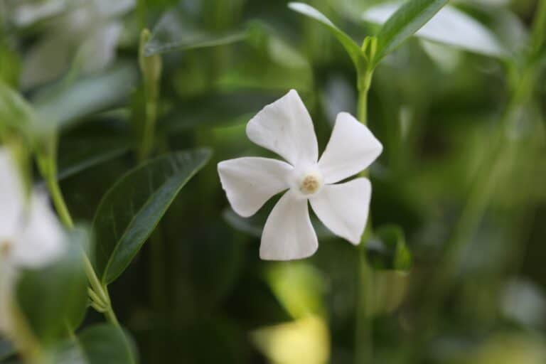 How To Transplant Periwinkle - A Creeping Ground Cover - Farmhouse & Blooms
