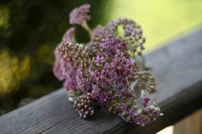 How To Dry Yarrow For Flower Arrangements - Farmhouse & Blooms