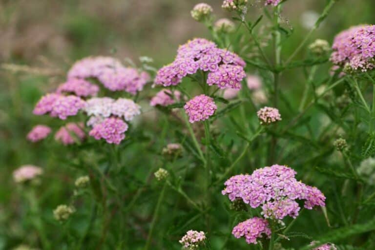 How To Dry Yarrow For Flower Arrangements - Farmhouse & Blooms