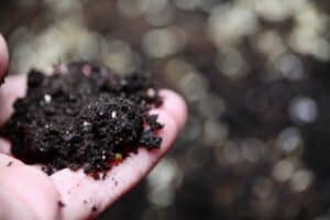 Growing Bachelor Buttons In Containers- Planting And Care | Farmhouse ...