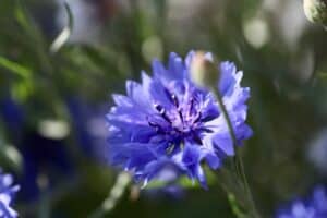 Growing Bachelor Buttons In Containers- Planting And Care | Farmhouse ...