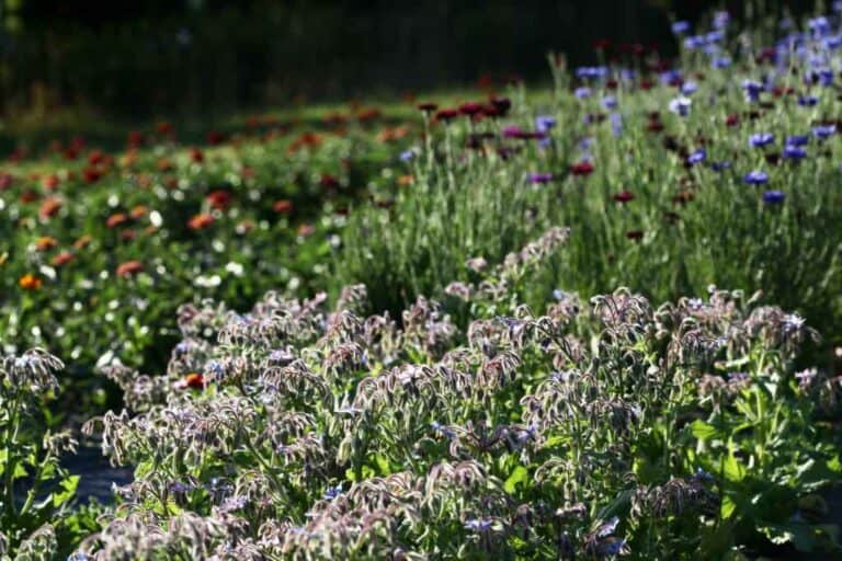 How To Grow Borage From Seed- Grow And Use | Farmhouse & Blooms