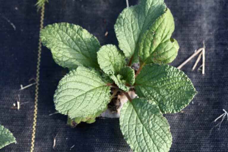 How To Grow Borage From Seed- Grow And Use | Farmhouse & Blooms