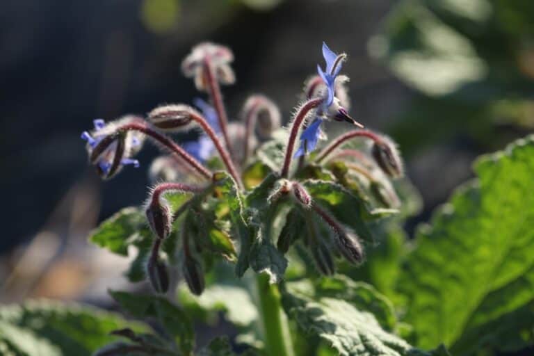 How To Grow Borage From Seed- Grow And Use | Farmhouse & Blooms