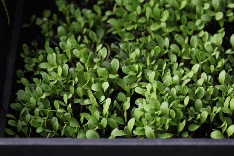 Growing Bachelor Buttons In Containers- Planting And Care | Farmhouse ...