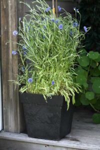 Growing Bachelor Buttons In Containers- Planting And Care | Farmhouse ...