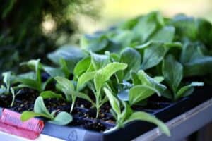 How To Grow Borage From Seed- Grow And Use | Farmhouse & Blooms
