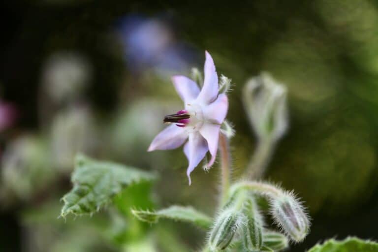 How To Make Borage Tea- Borage Tea Recipe - Farmhouse & Blooms