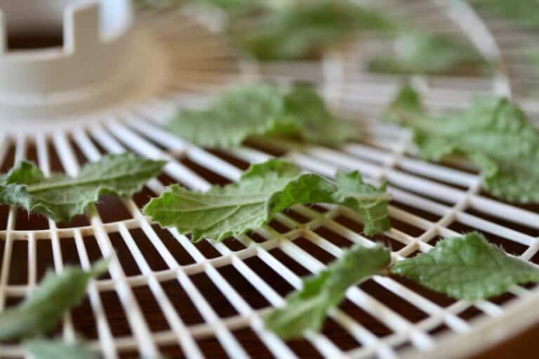 How To Make Borage Tea- Borage Tea Recipe - Farmhouse & Blooms