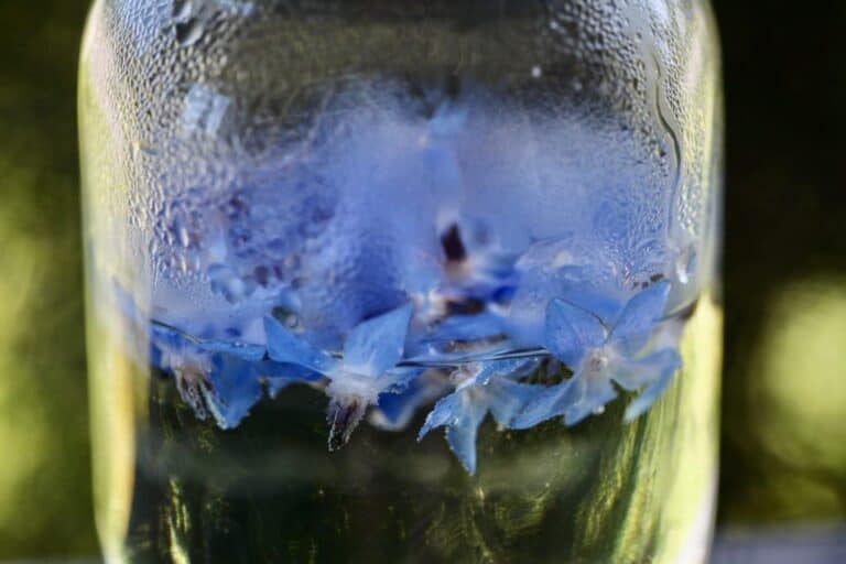 How To Make Borage Tea- Borage Tea Recipe - Farmhouse & Blooms