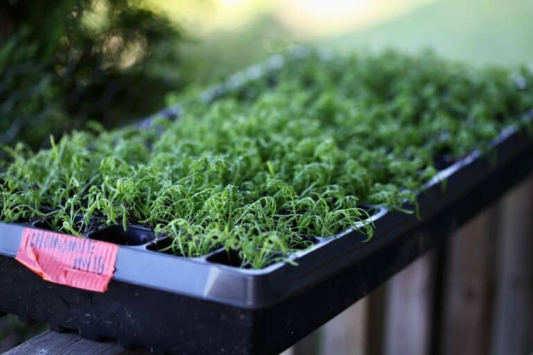 How To Grow Chamomile From Seed- Planting And Care | Farmhouse & Blooms