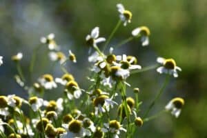 How To Grow Chamomile From Seed- Planting And Care - Farmhouse & Blooms