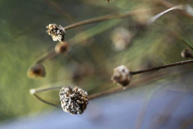 How To Harvest Chamomile Seeds- Collection And Storage - Farmhouse & Blooms