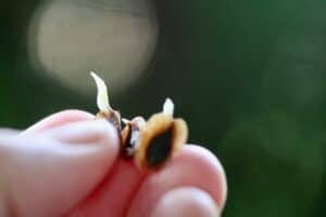 How To Grow Rhubarb From Seed - Farmhouse & Blooms