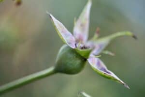How To Harvest Rose Hips - Collect, Dry, And Use | Farmhouse & Blooms
