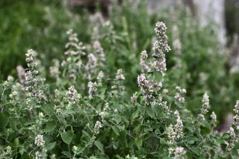 How To Grow Catnip From Seed To Bloom- Planting And Care - Farmhouse ...