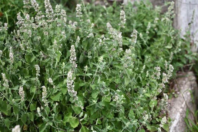 How To Grow Catnip From Seed To Bloom- Planting And Care | Farmhouse ...