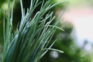 How To Grow Chives From Seed Indoors- Planting And Care | Farmhouse ...