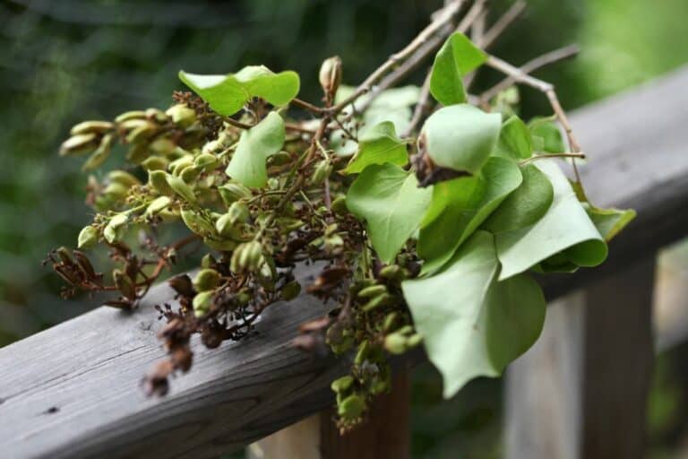 How To Save Lilac Seeds- Harvest And Store | Farmhouse & Blooms