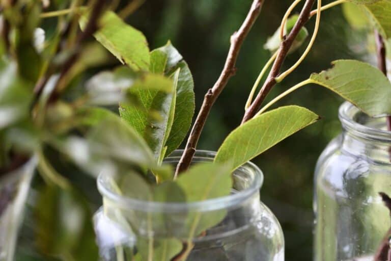 How To Propagate Pear Trees From Cuttings - Farmhouse & Blooms