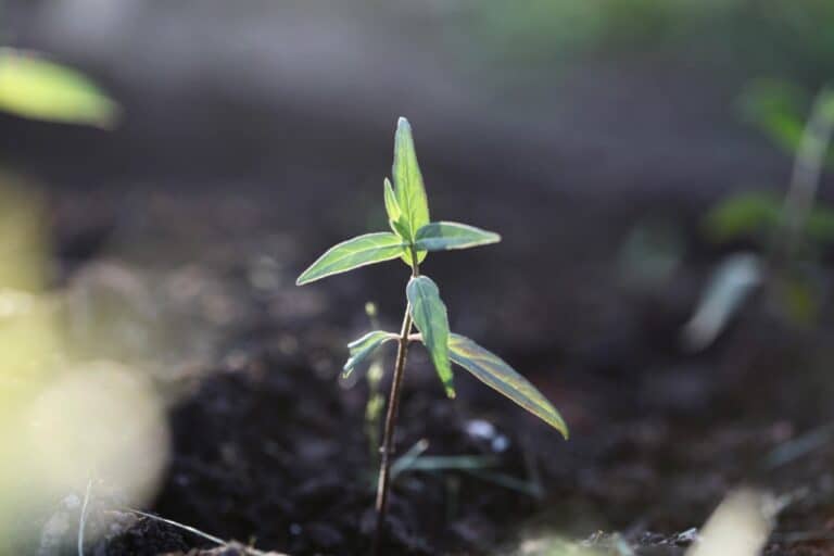 How To Grow Swamp Milkweed- Planting And Care | Farmhouse & Blooms