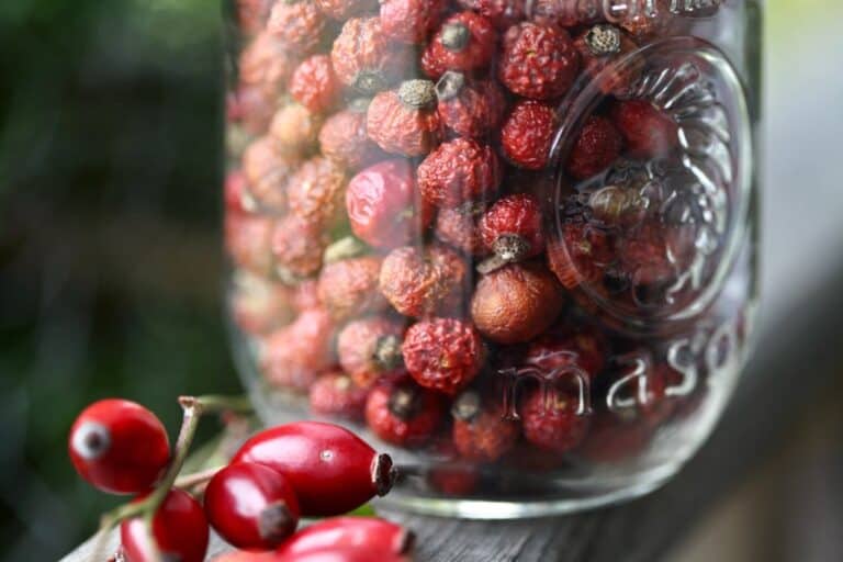 How To Harvest Rose Hips - Collect, Dry, And Use | Farmhouse & Blooms